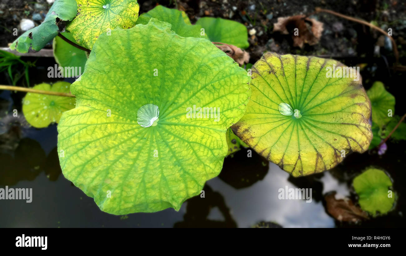 Water drops on lotus leaf hi-res stock photography and images - Alamy