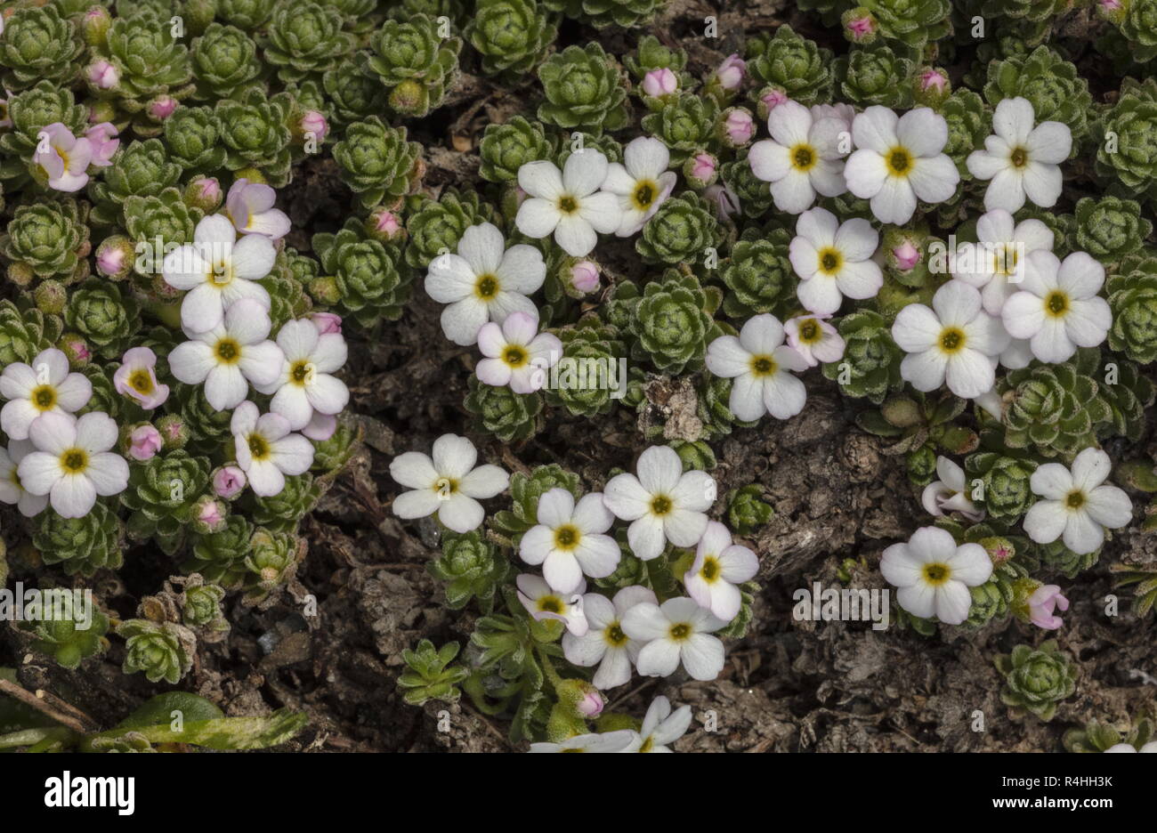 Alpine rock-jasmine, Androsace alpina clump in flower on acid rock ...
