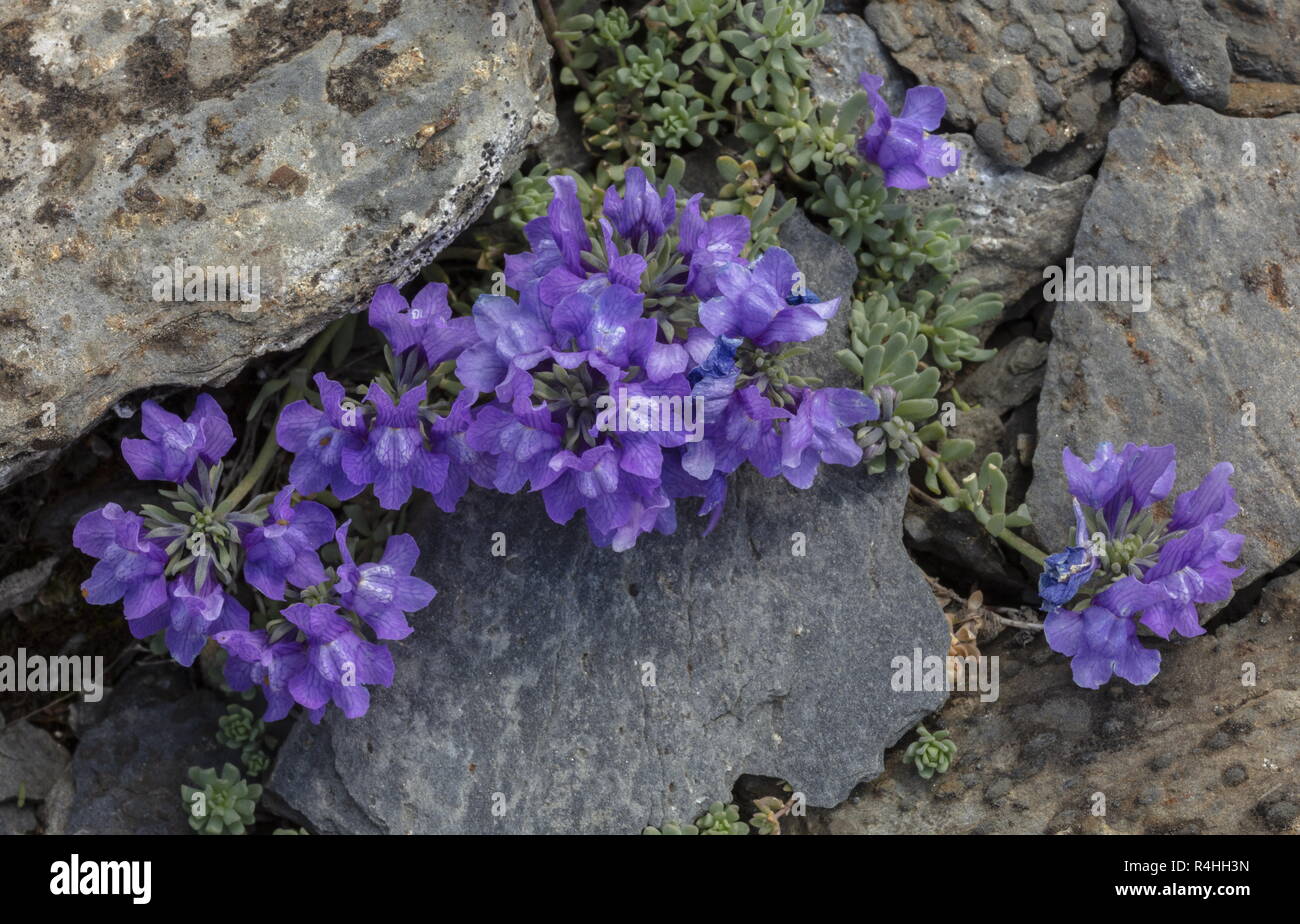 Alpine Toadflax, Linaria alpina, blue form (without orange) in flower ...