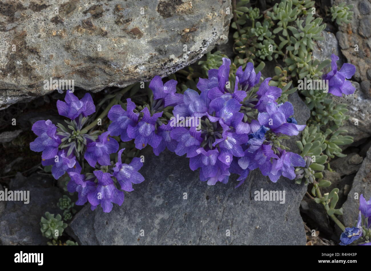 Alpine Toadflax, Linaria alpina, blue form (without orange) in flower ...