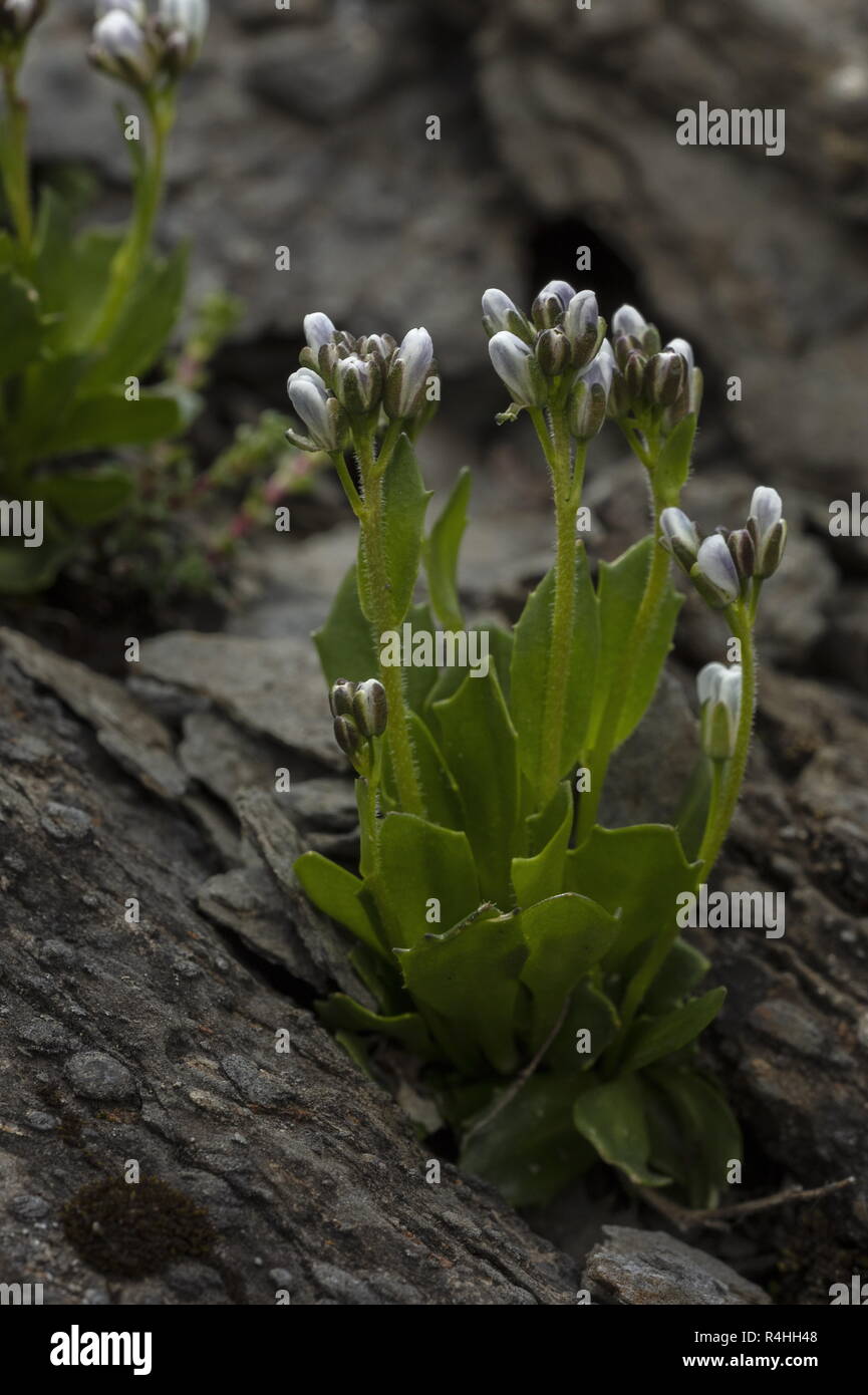 Blue rock-cress, Arabis caerulea, in flower at high altitude, Swiss ...