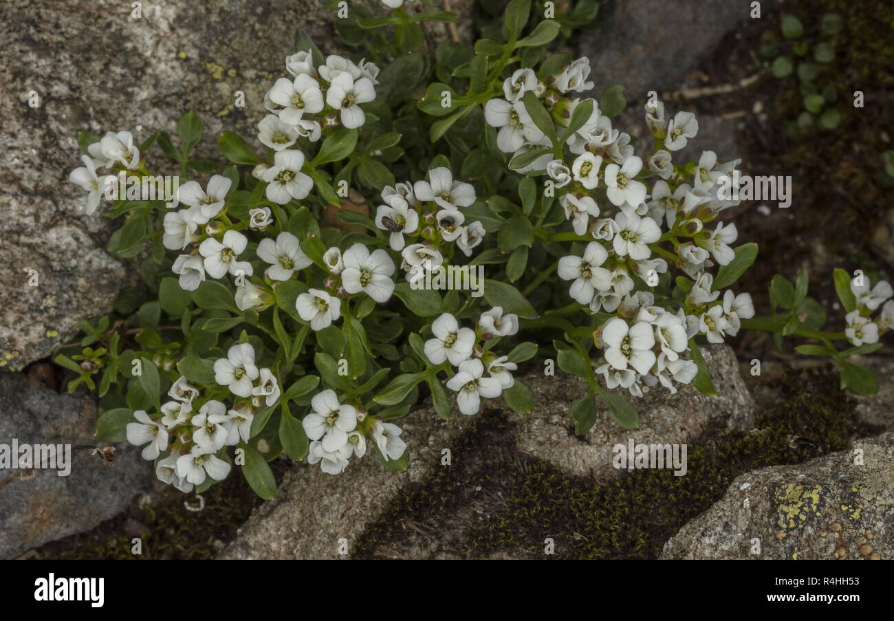 Mignonette-leaved Bittercress, Cardamine resedifolia in flower and ...