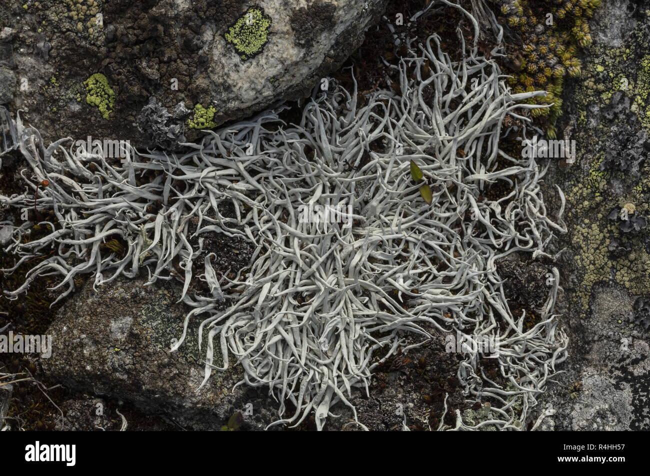 Thamnolia hi-res stock photography and images - Alamy