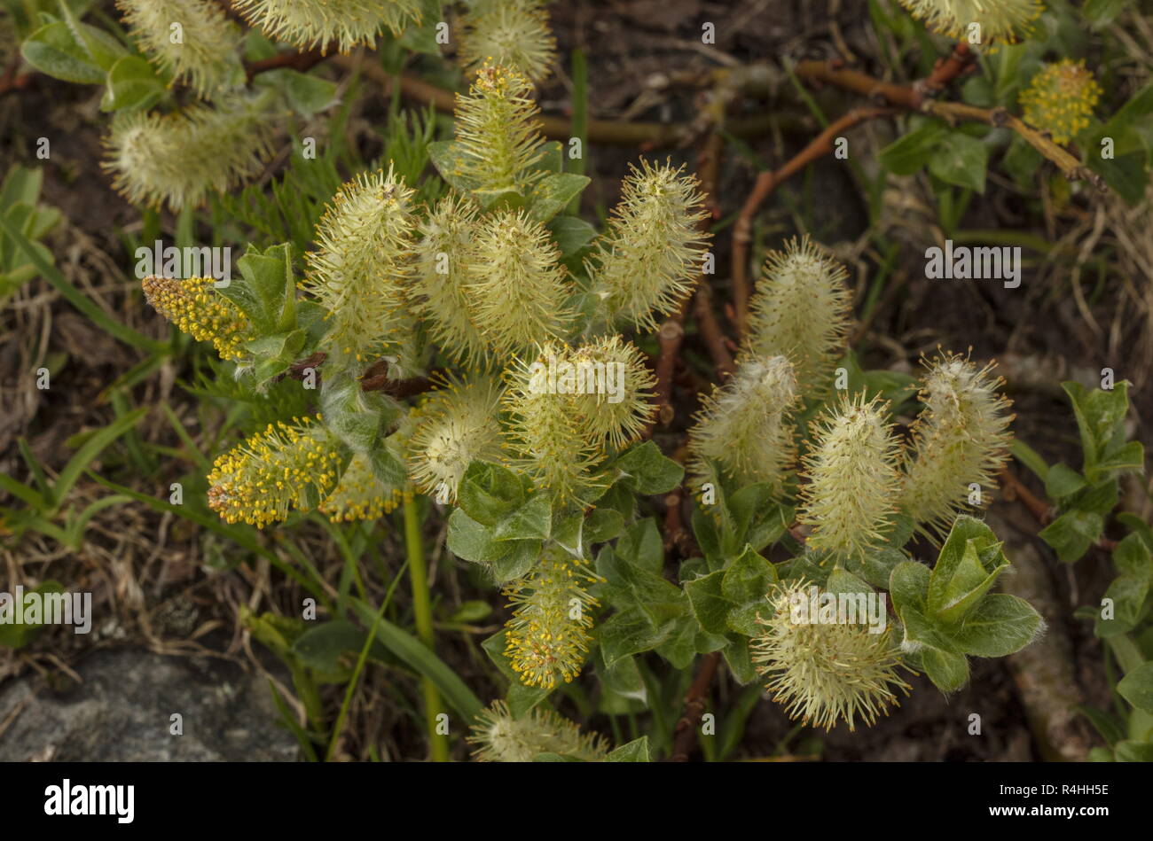 Salix glaucosericea, common name silky willow or Alpine grey willow ...