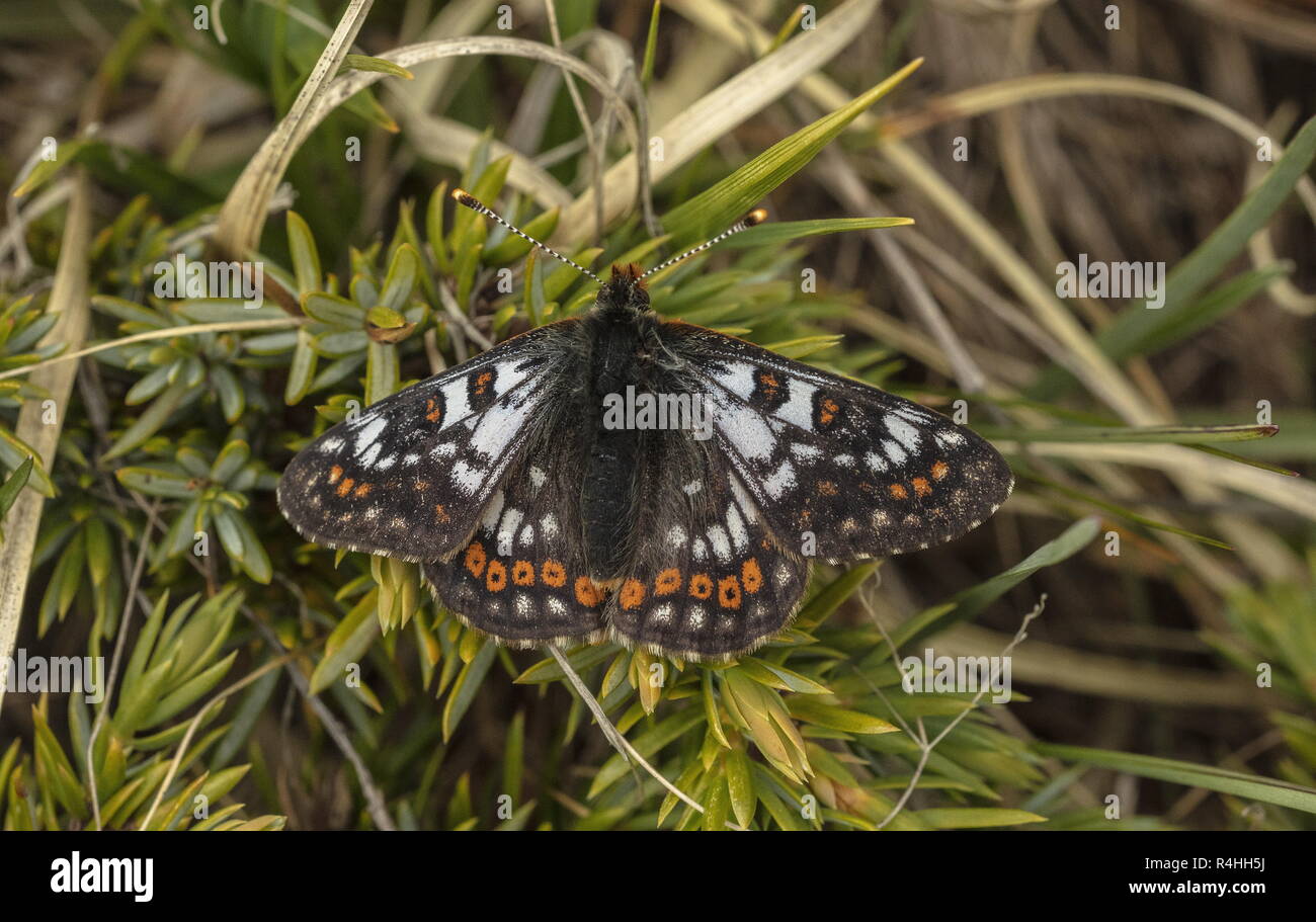 Cynthia's Fritillary, Euphydryas cynthia, male settled on juniper in ...