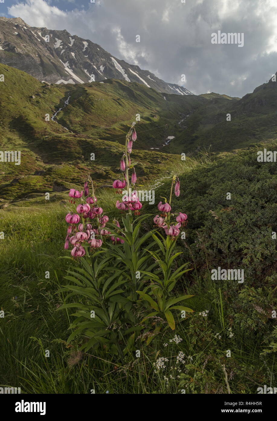 Martagon lily, Lilium martagon in flower in high pastures on the ...