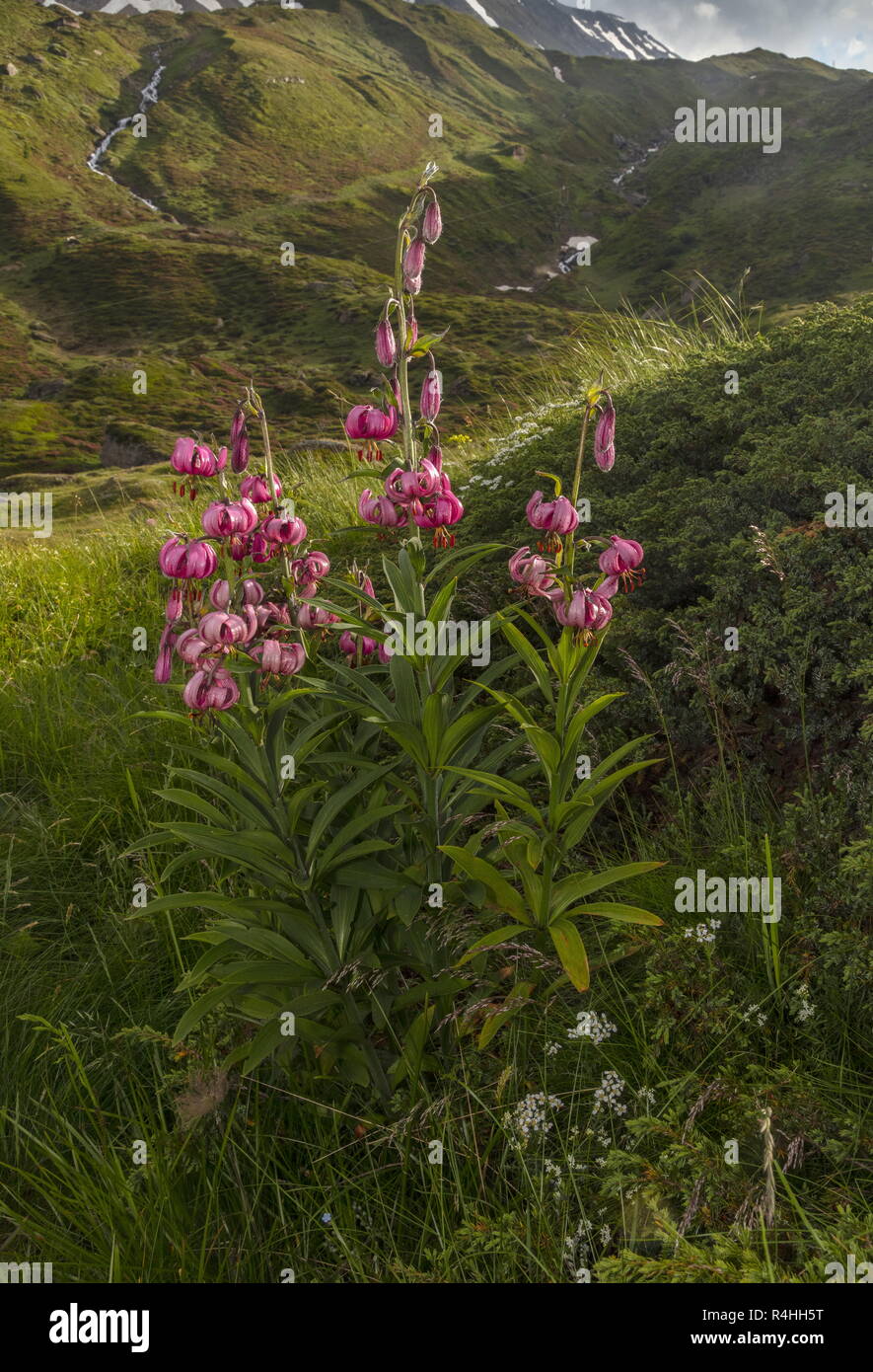 Martagon lily, Lilium martagon in flower in high pastures on the ...