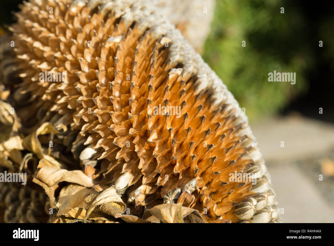 closeup of sunflower seeds Stock Photo - Alamy