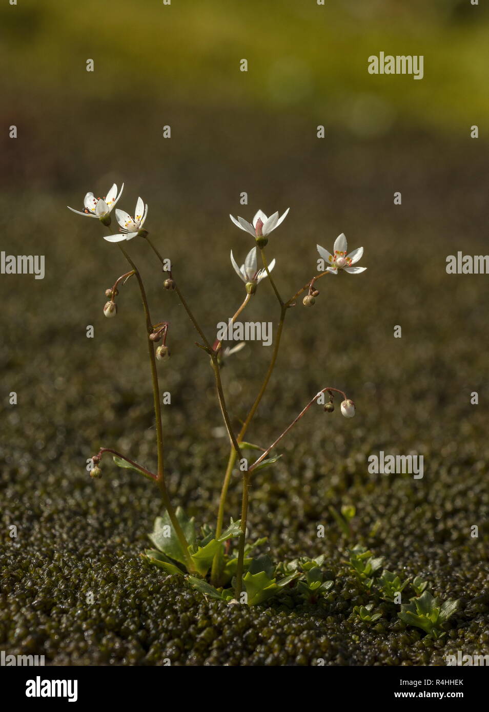 Starry saxifrage, Saxifraga stellaris, in flower in mossy mountain ...