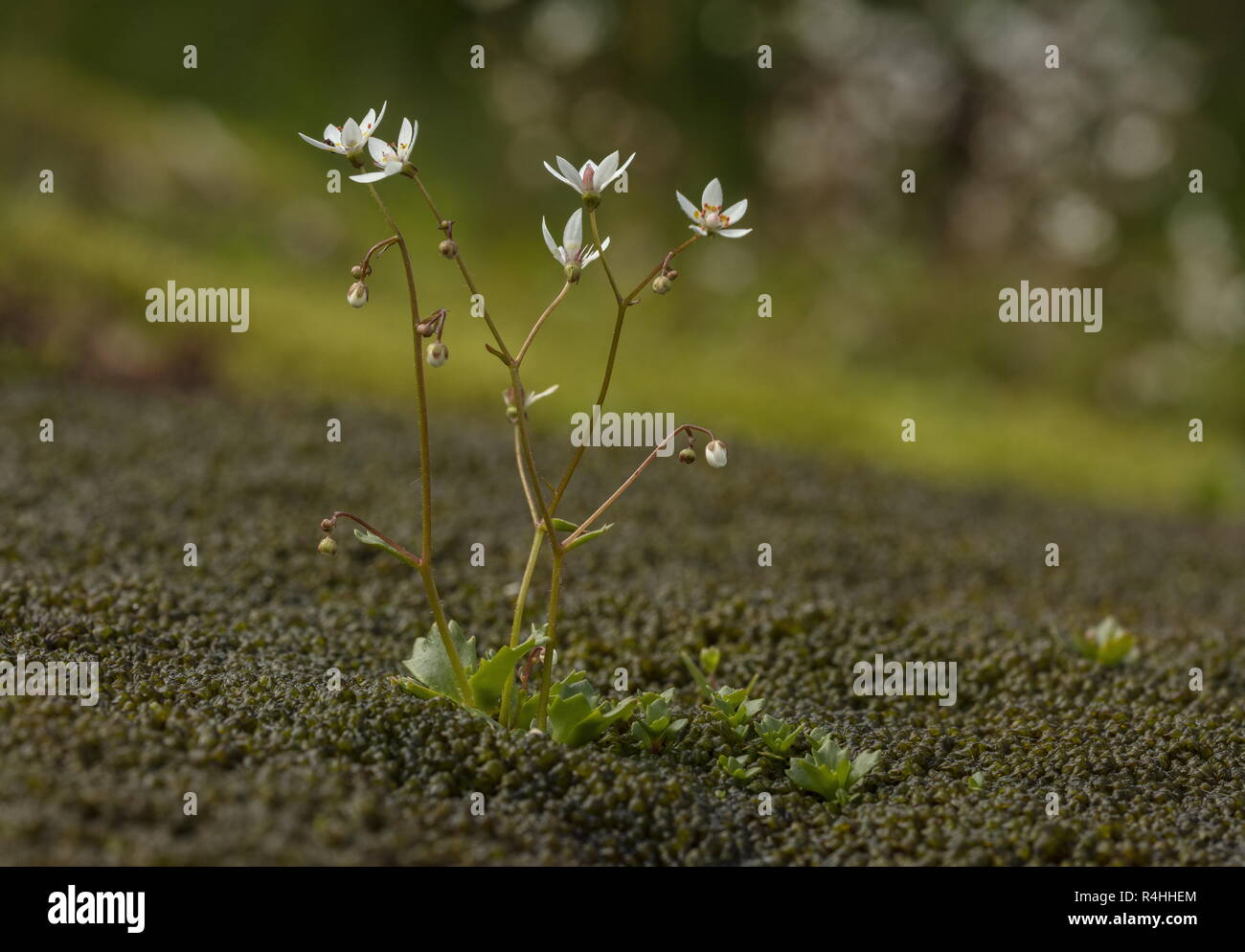 Starry saxifrage, Saxifraga stellaris, in flower in mossy mountain ...