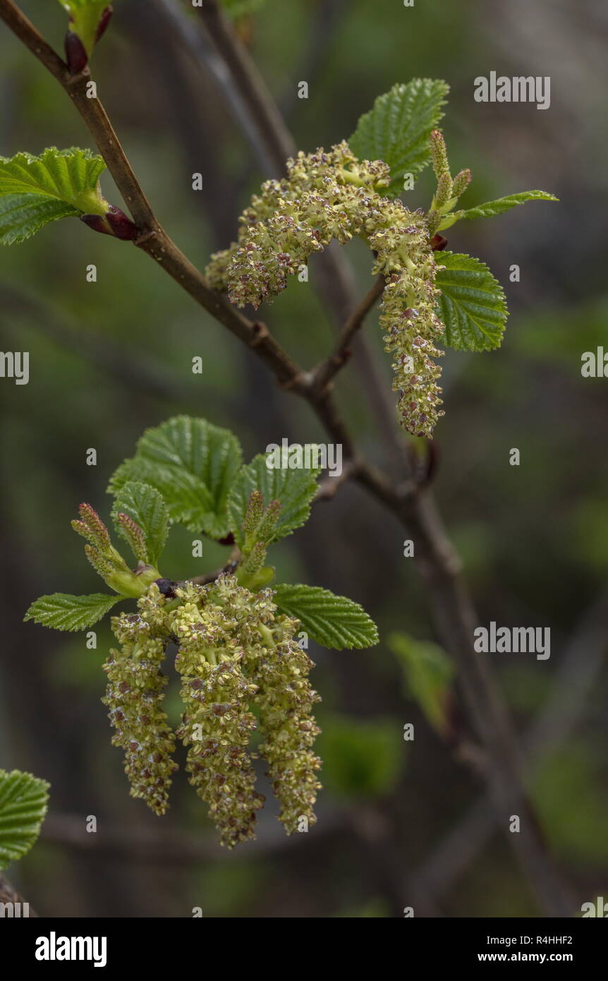 Bob gibbons alder hi-res stock photography and images - Alamy