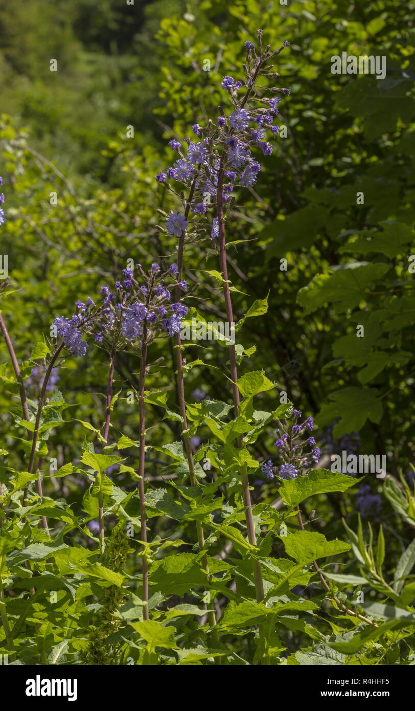 Alpine blue-sowthistle, Cicerbita alpina, in flower in the french Alps ...