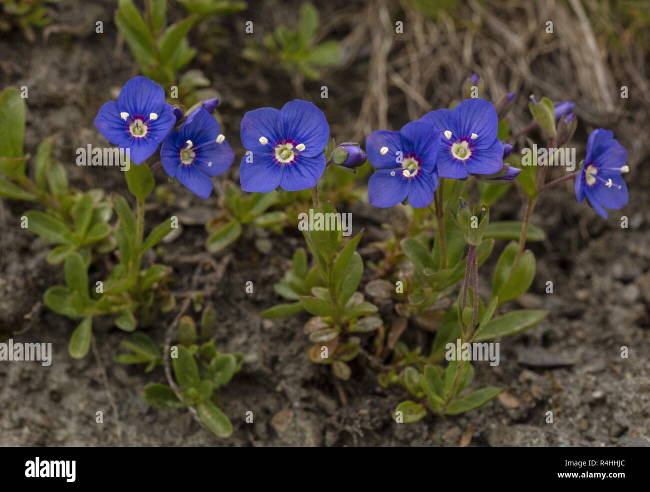Rock Speedwell, Veronica fruticans, in flower at high altitude Stock ...