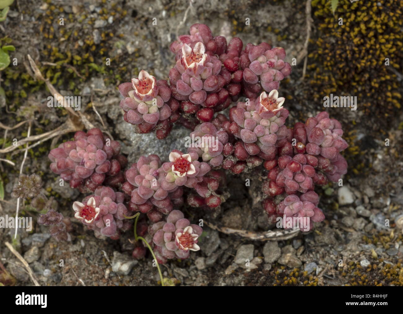 Sedum orpin succulent hi-res stock photography and images - Alamy