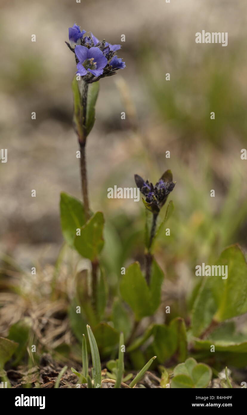 Alpine Speedwell, Veronica alpina in flower in the french Alps Stock ...