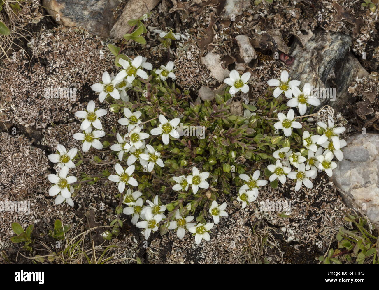 Mountain sandwort hi-res stock photography and images - Alamy