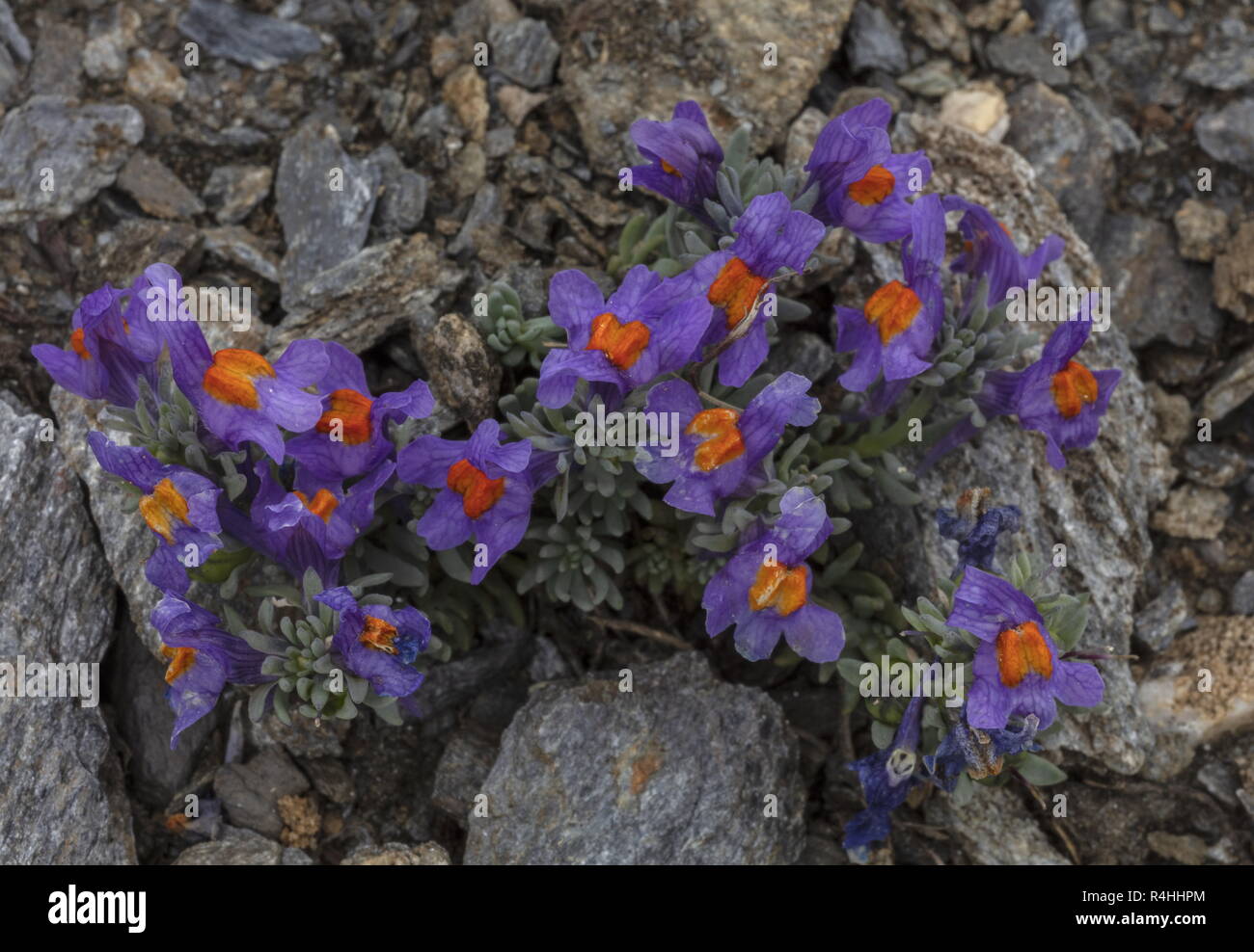 Alpine Toadflax, Linaria alpina, in flower in the high alps Stock Photo ...