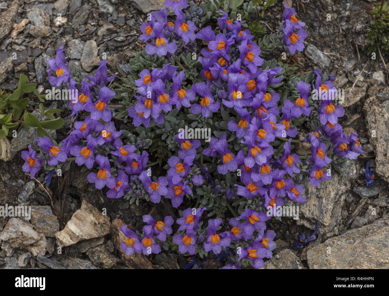 Alpine toadflax linaria alpina hi-res stock photography and images - Alamy
