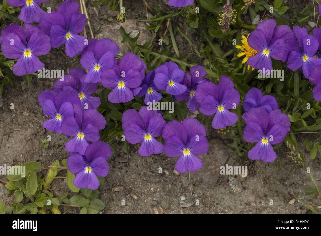 Mont Cenis pansy, Viola cenisia, in flower on the Col de L'Iseran ...
