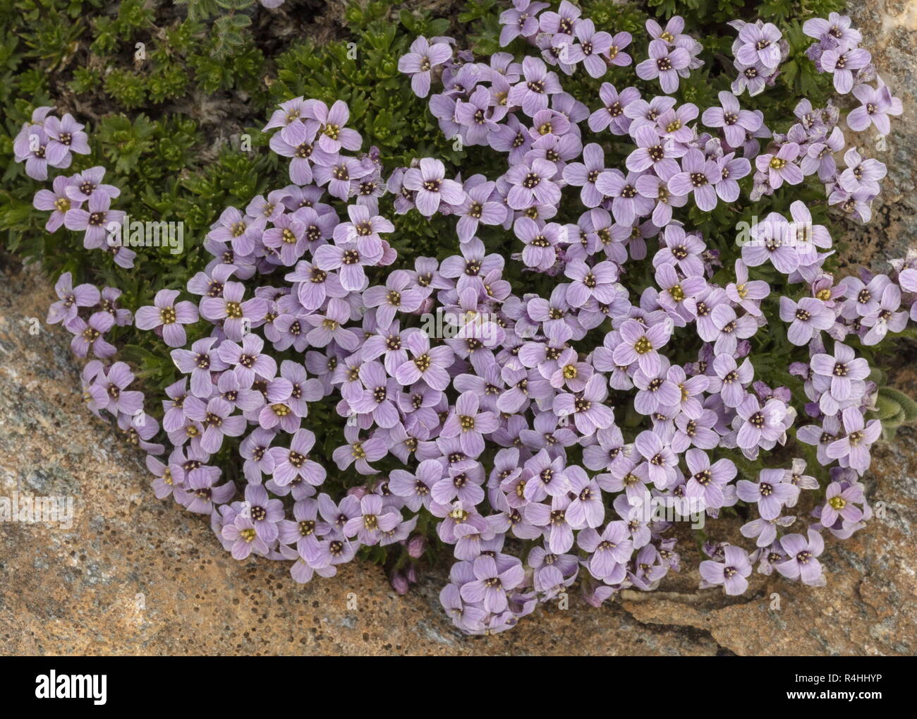 Pyrenean Whitlow Grass, Petrocallis pyrenaica, in flower high on the ...