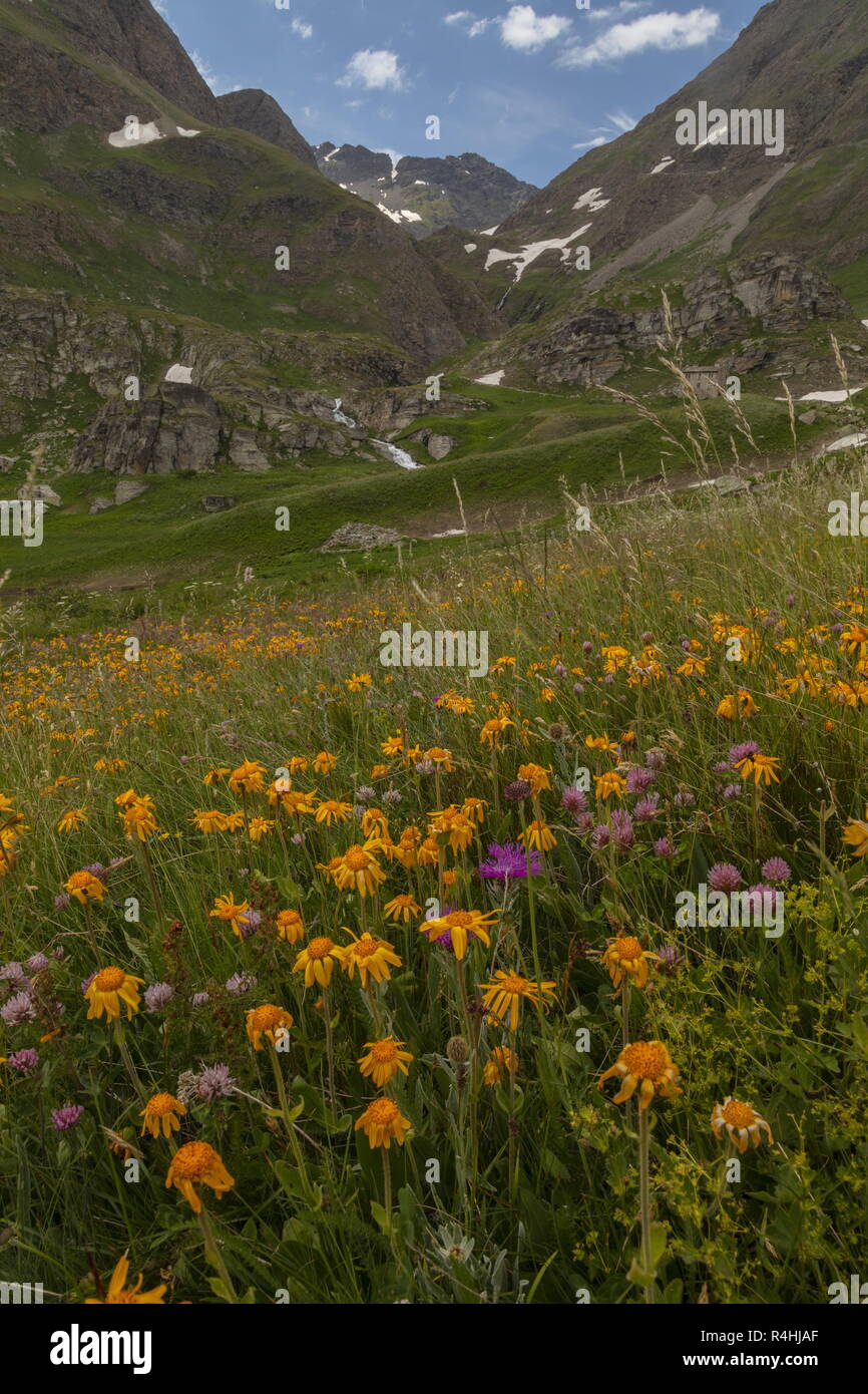 árnica de montaña hi-res stock photography and images - Alamy