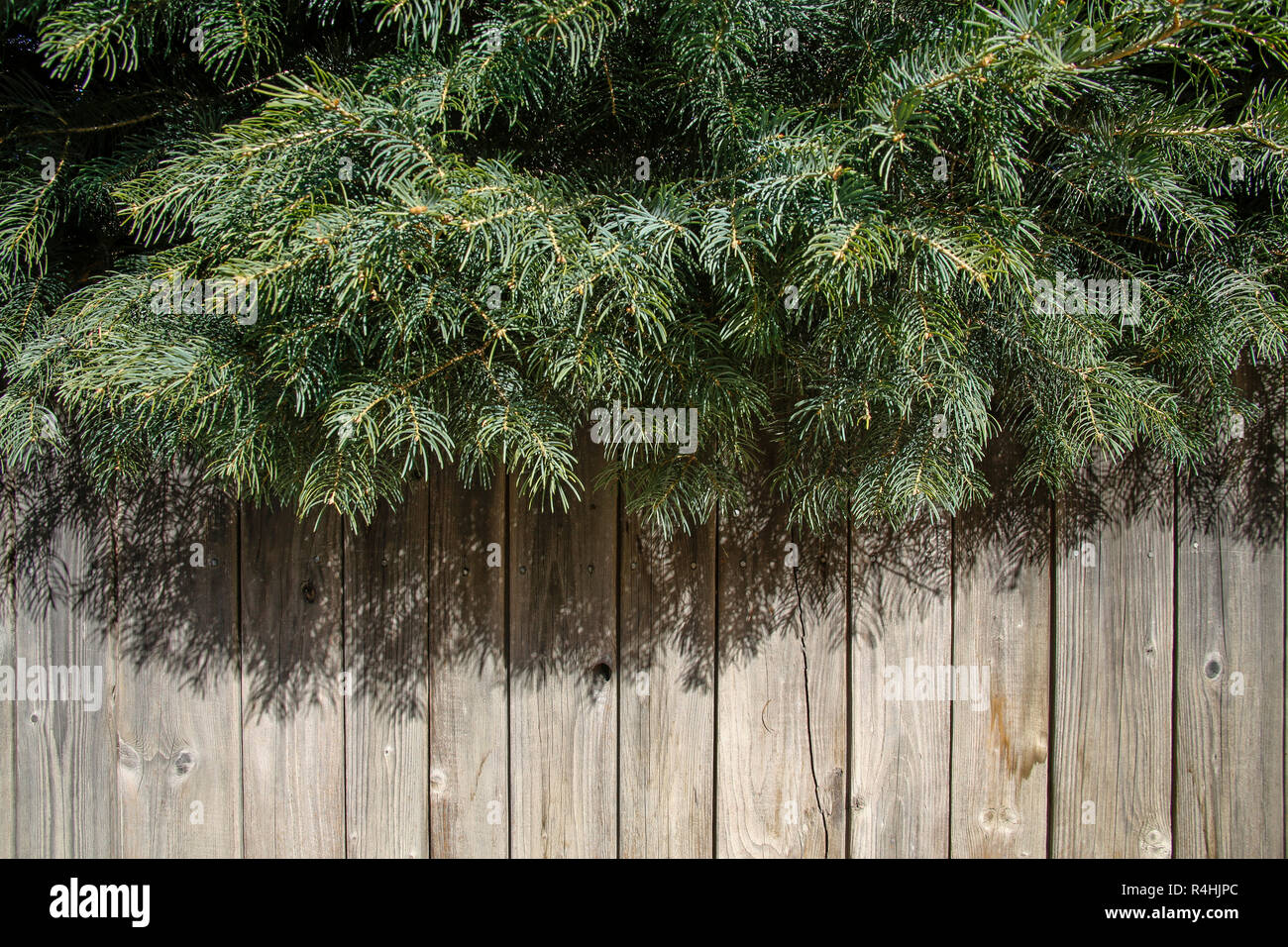 green fir branches and wooden wall background Stock Photo - Alamy