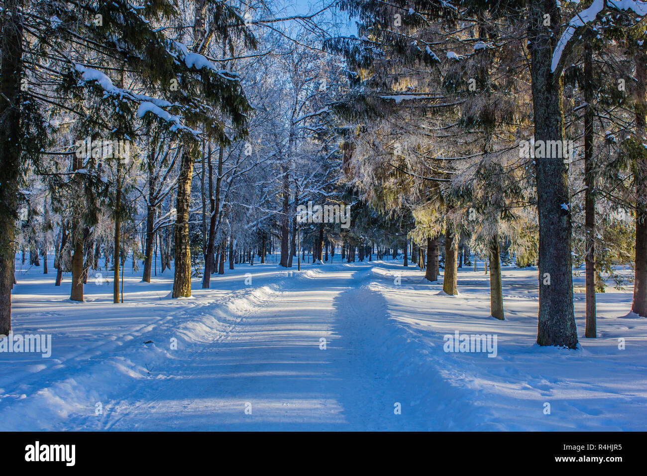 Winter landscape in clear weather. Morning bright sun. Snow plays shine ...
