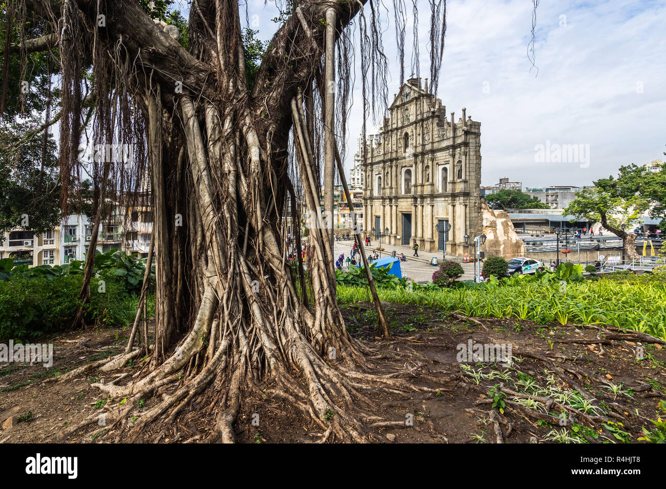 A scenic old tree near Ruins of St. Paul's, one of the most famous ...
