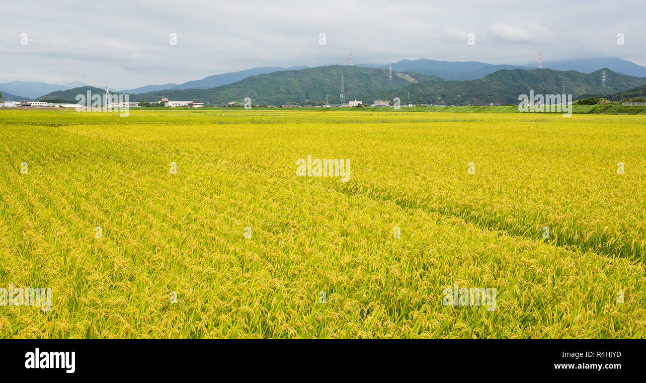 Paddy rice field Stock Photo - Alamy