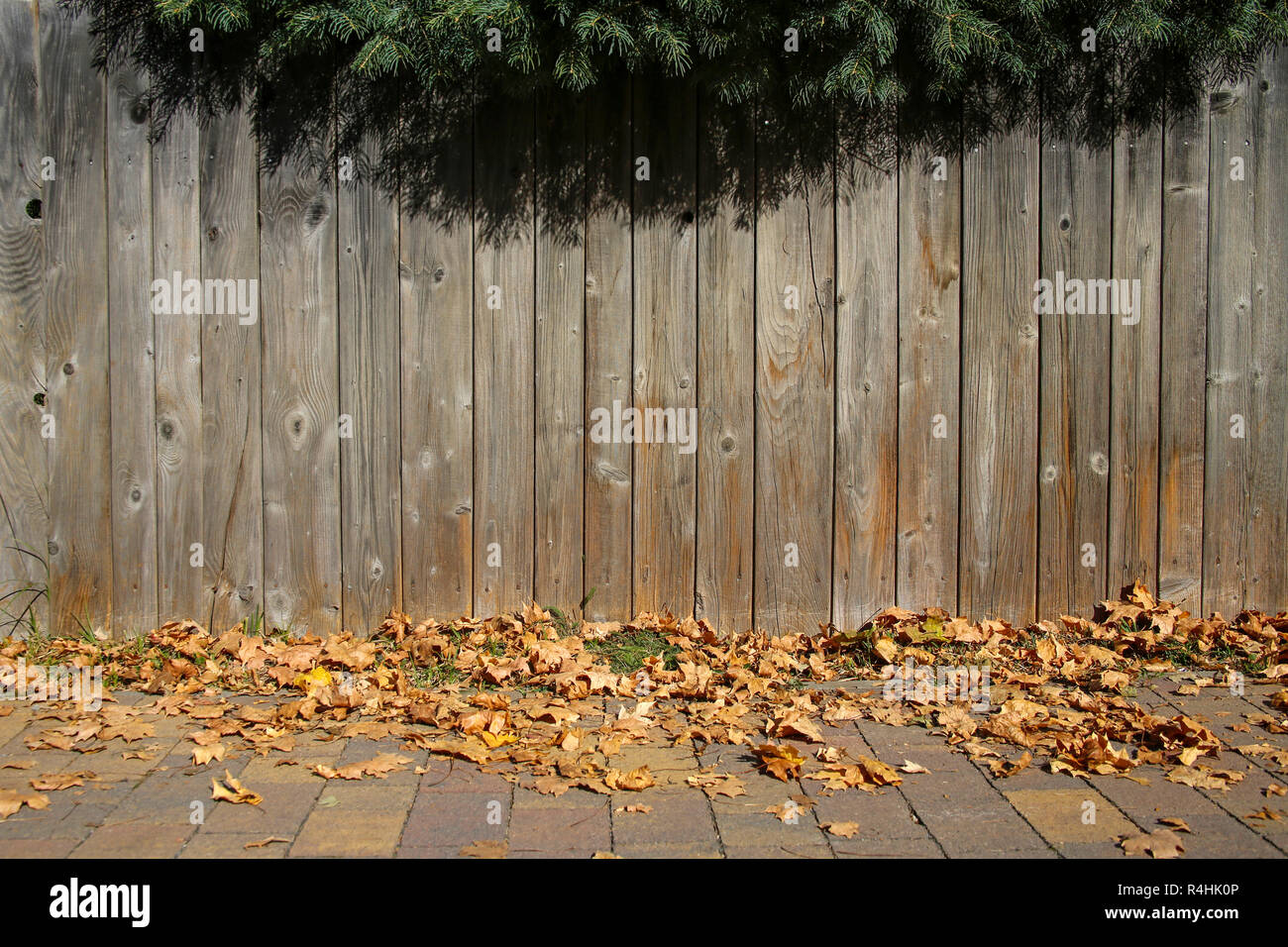 green fir branches and wooden wall background Stock Photo - Alamy