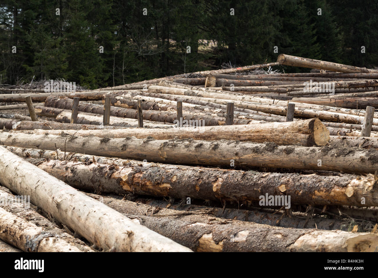 Sawn Long pine logs of different sizes lies on a ground Stock Photo - Alamy