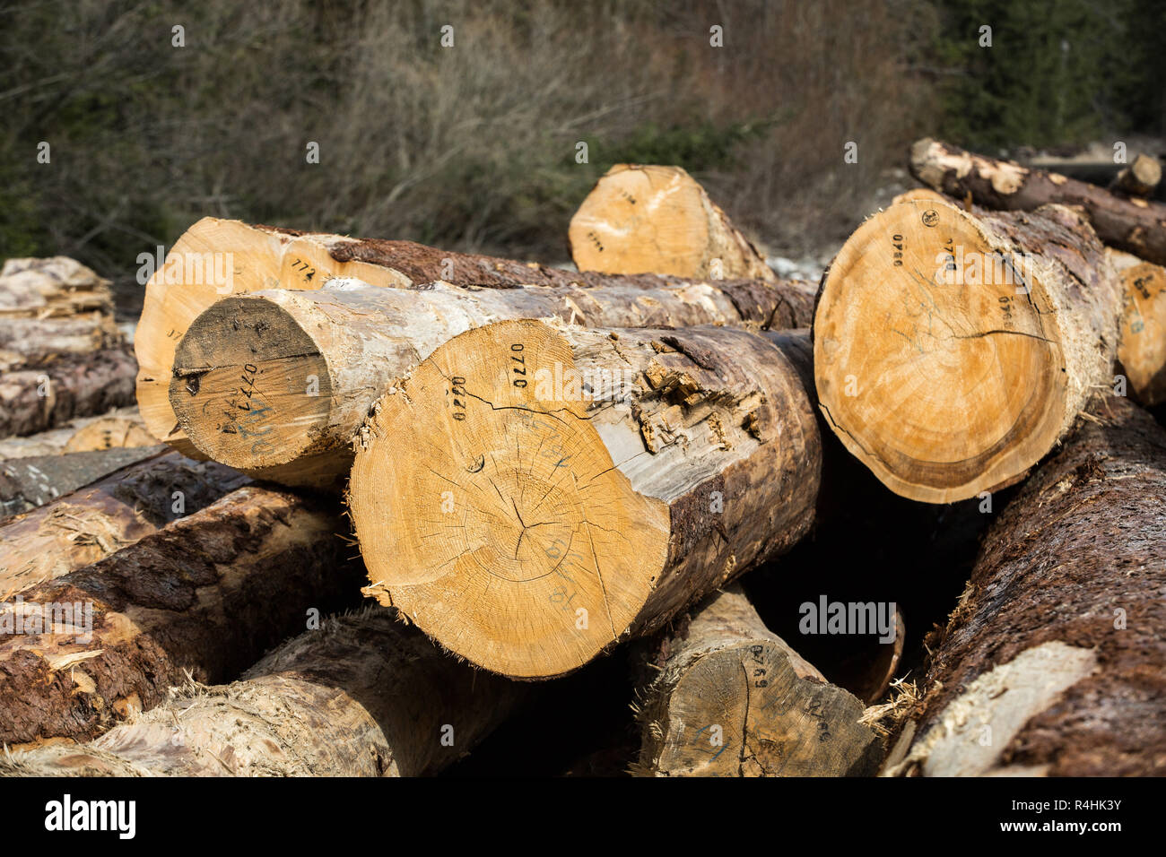 Trees of different sizes hi-res stock photography and images - Alamy
