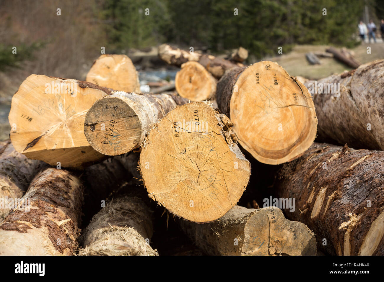 Trees of different sizes hi-res stock photography and images - Alamy