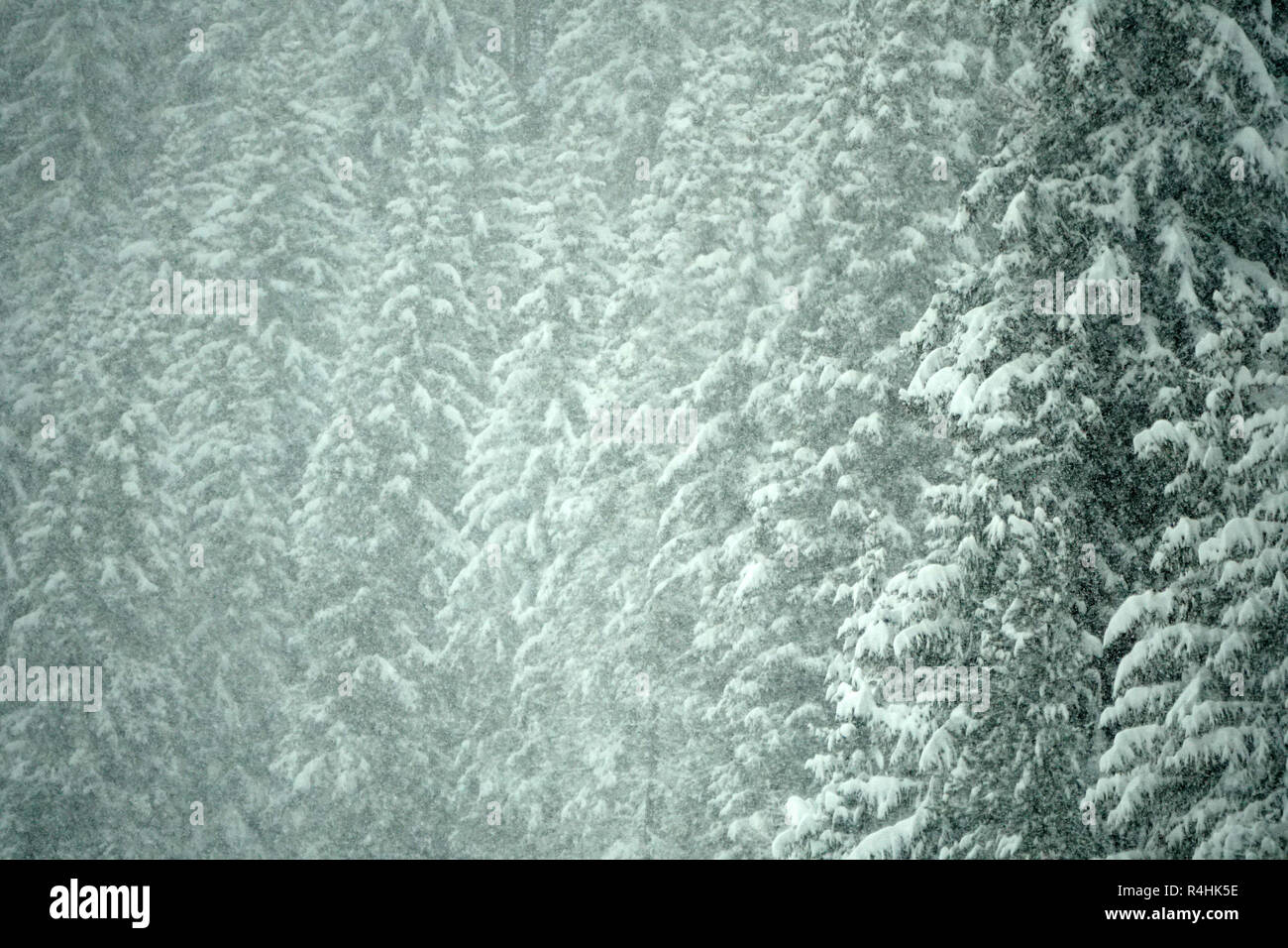 snow tempest on white mountains Stock Photo - Alamy