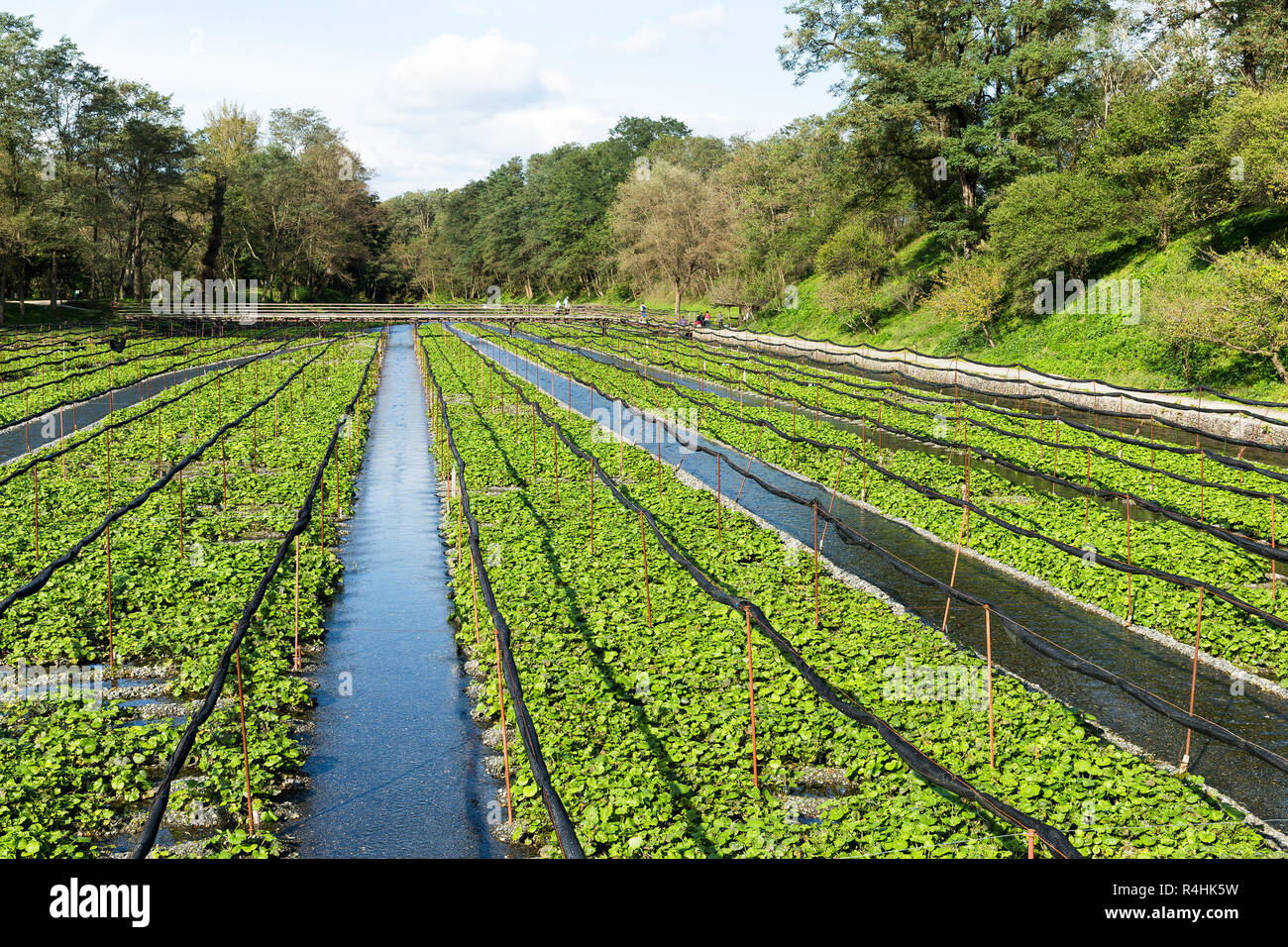 Wasabi farming hi-res stock photography and images - Alamy