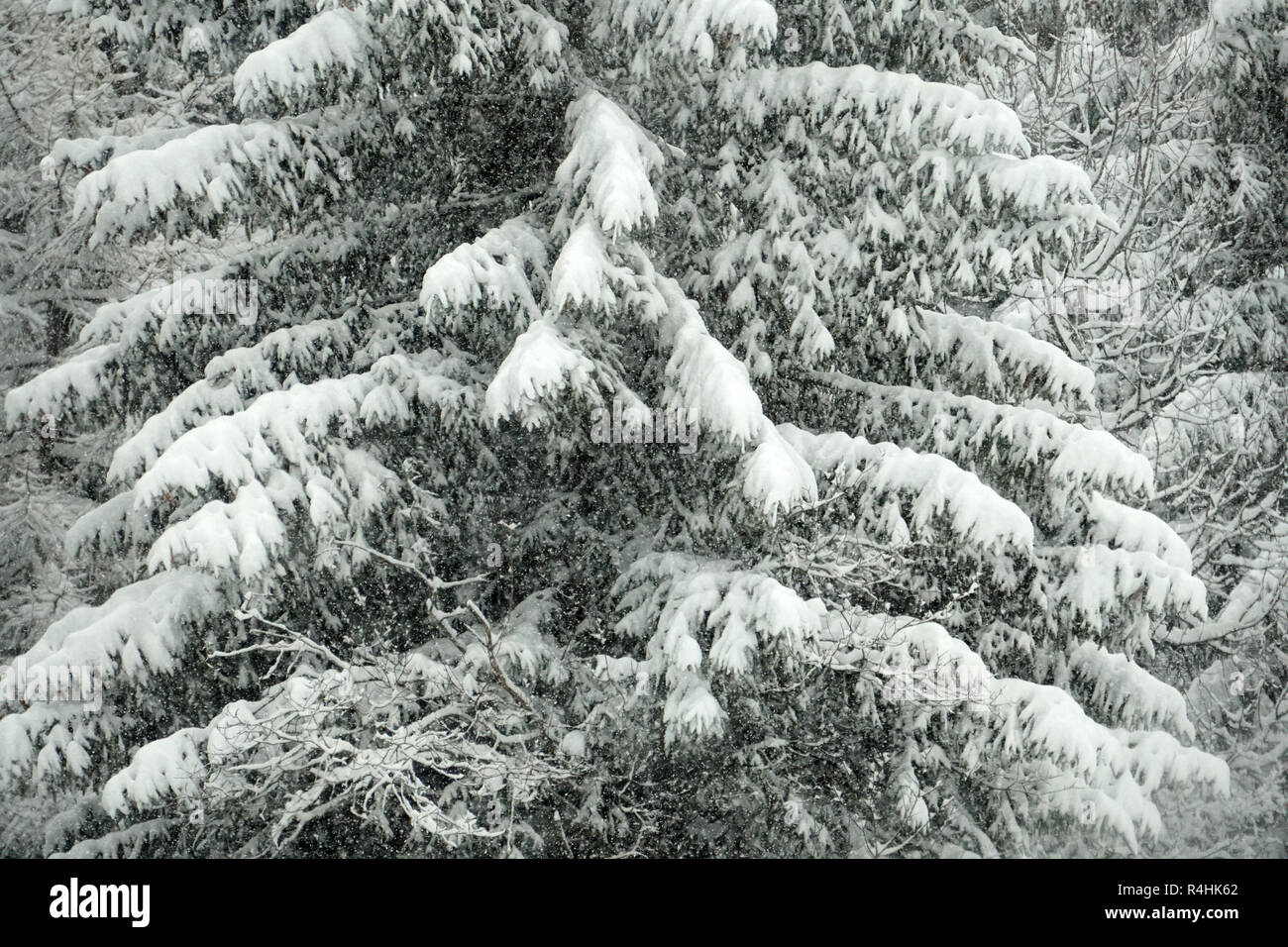 snow tempest on white mountains Stock Photo - Alamy