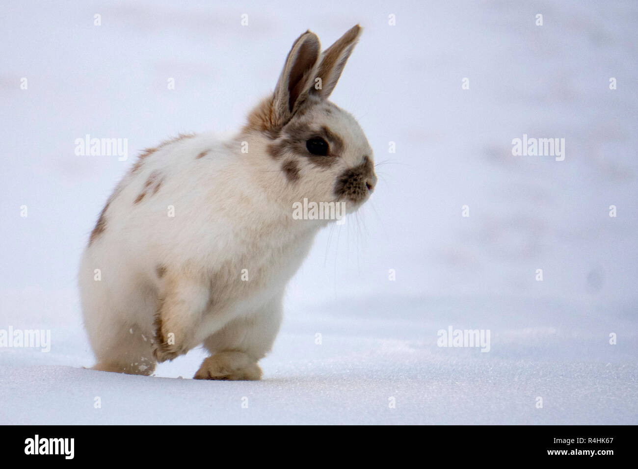 easter bunny isolated on white snow background Stock Photo - Alamy