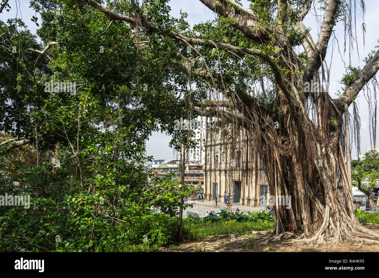 A scenic old tree near Ruins of St. Paul's, one of the most famous ...