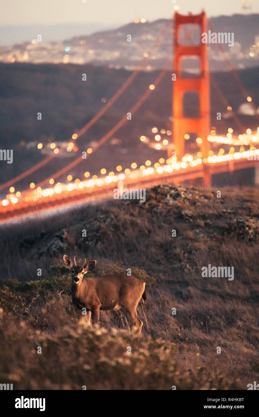 Deer standing in Front of Golden Gate Bridge, San Francisco, California ...