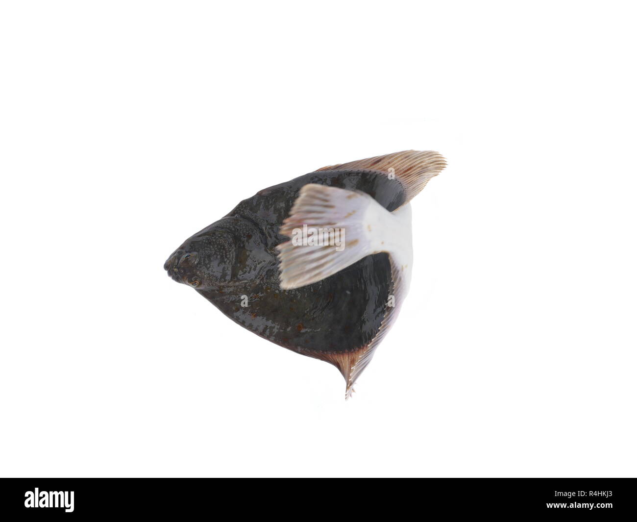 flounder on a white background Stock Photo - Alamy