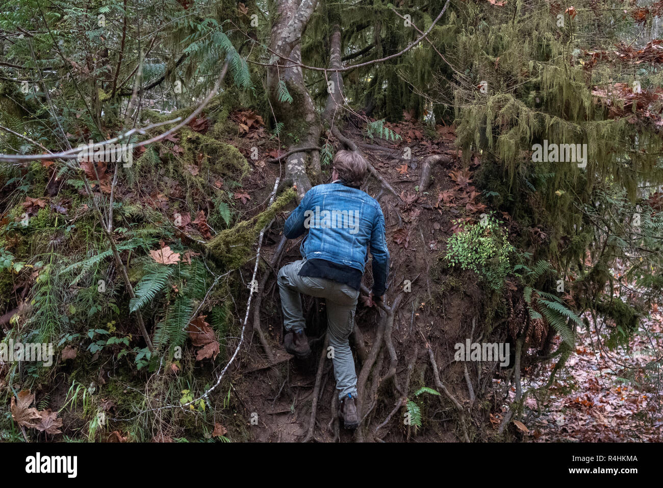 Man holding on to tree roots climbing up a hill, Canada Stock Photo - Alamy