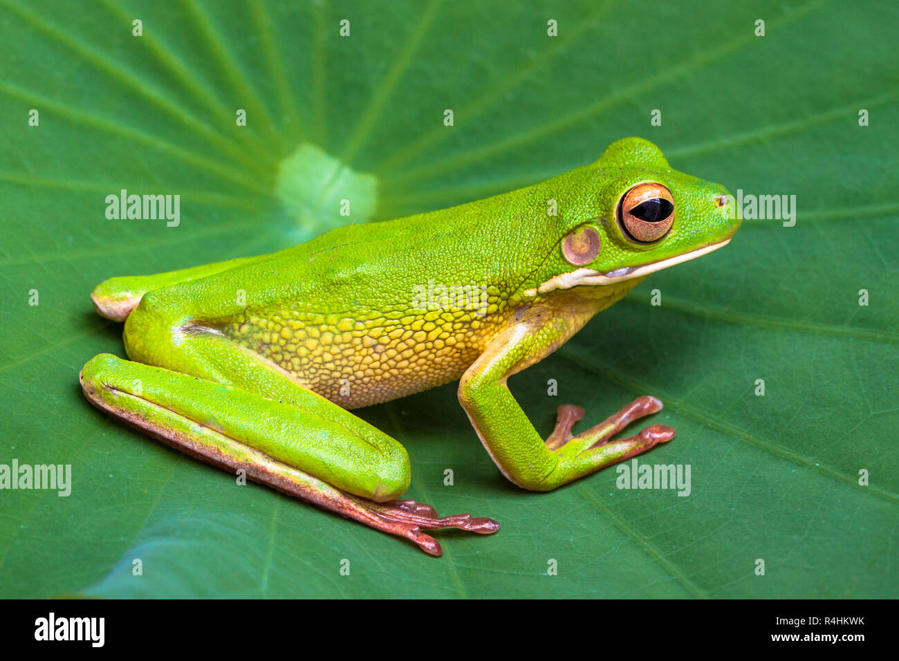 Tree frog sitting on a leaf, Indonesia Stock Photo - Alamy
