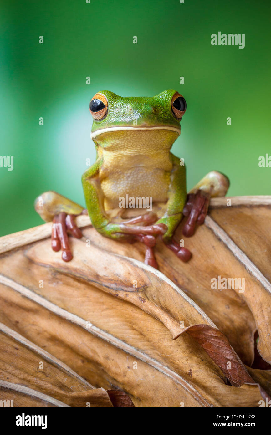 Tree frog on a leaf, Indonesia Stock Photo - Alamy