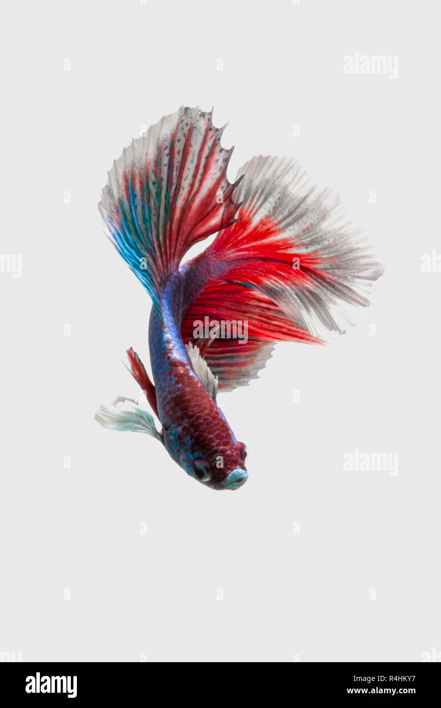 Front view siamese fighting fish hi-res stock photography and images ...