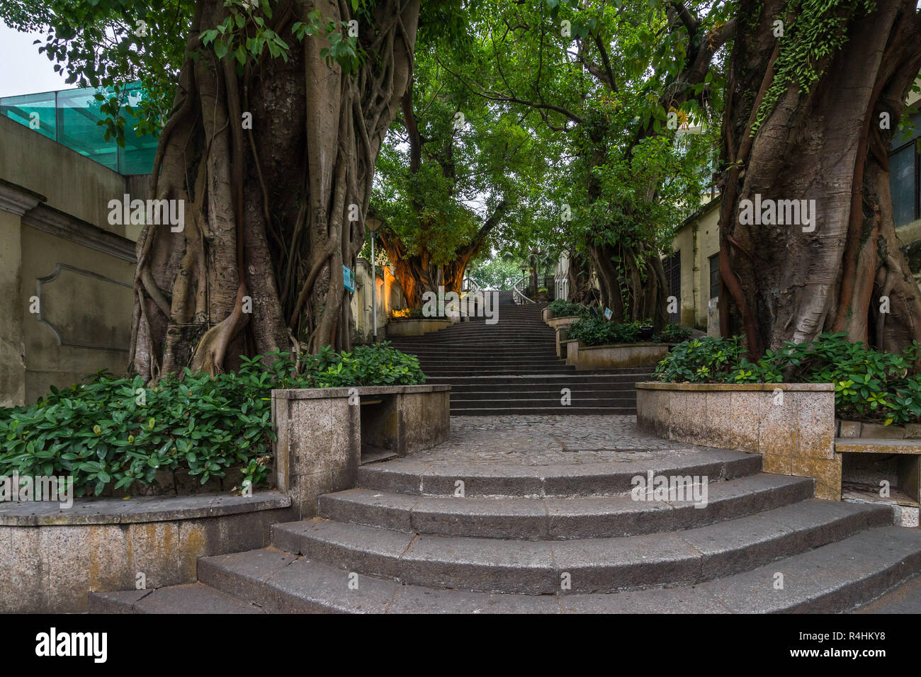 Scenic stairs surrounded by old trees in Taipa village, Macau Stock ...