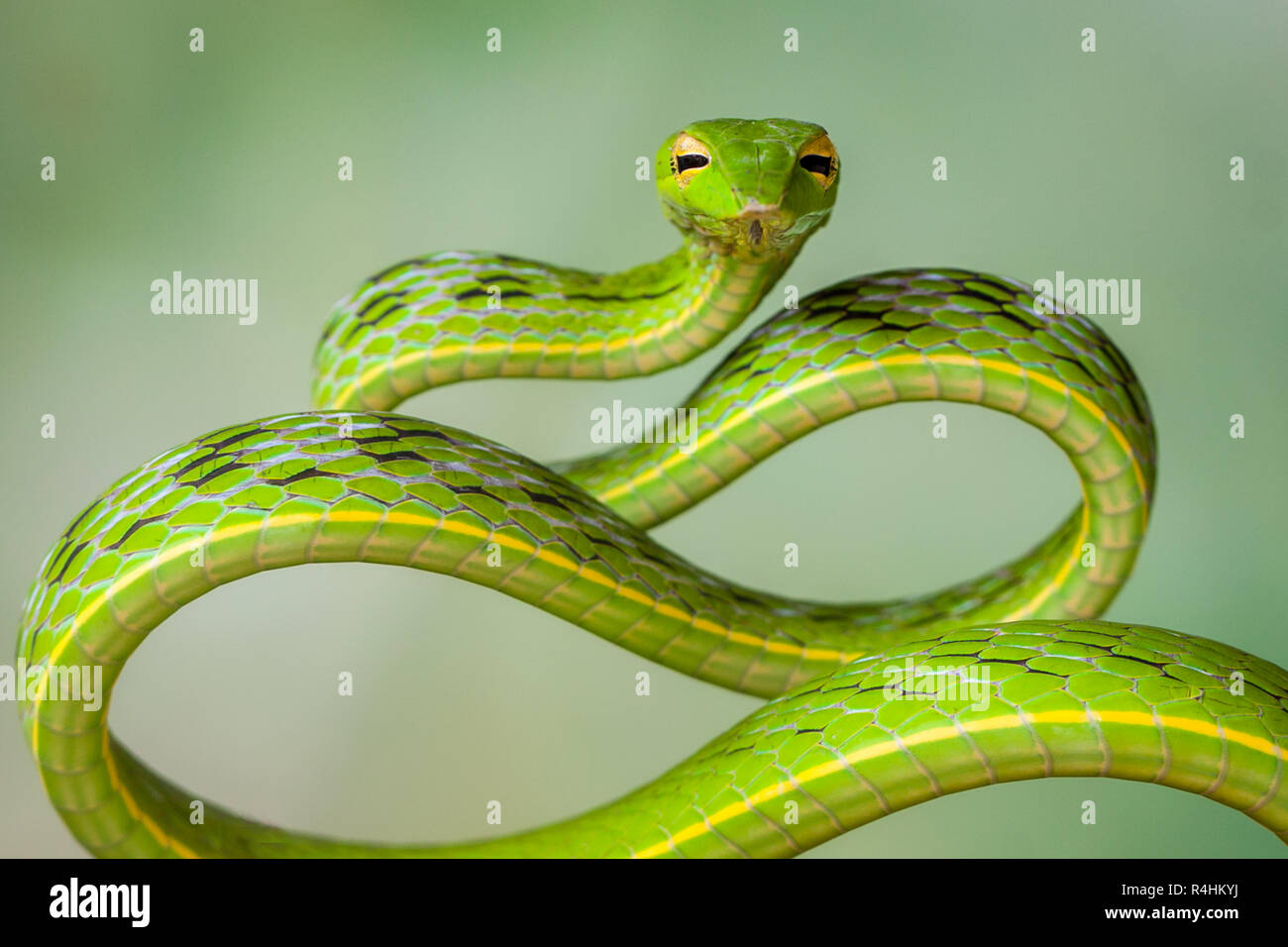 Portrait of a coiled tree snake, Indonesia Stock Photo - Alamy