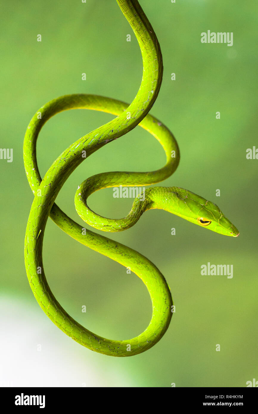 Portrait of a coiled tree snake, Indonesia Stock Photo - Alamy
