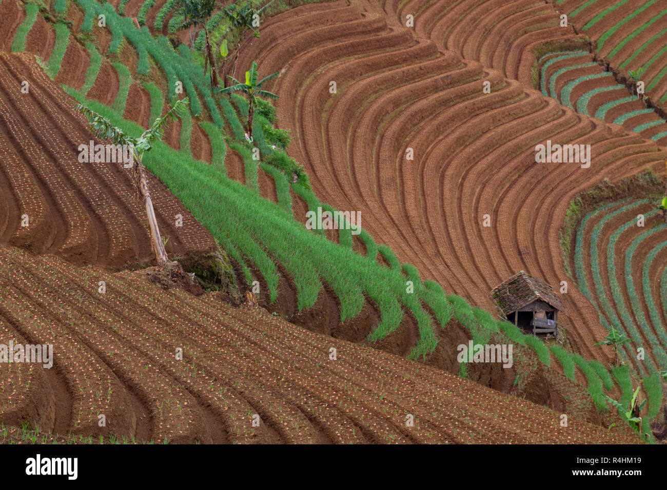 Aerial view rice field structure hi-res stock photography and images ...