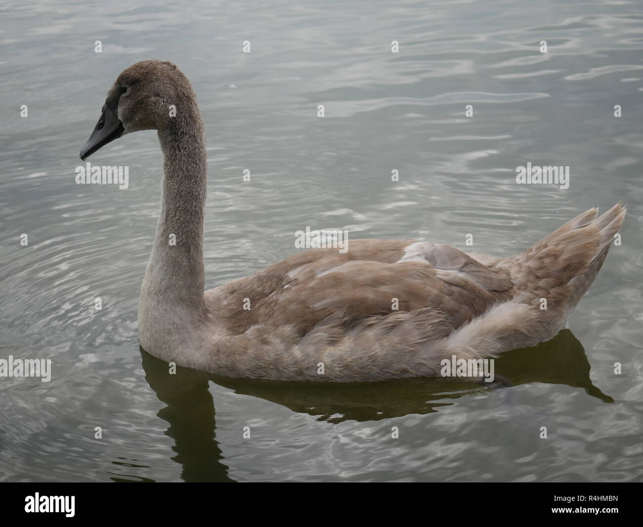 young swan floating on the lake Stock Photo - Alamy