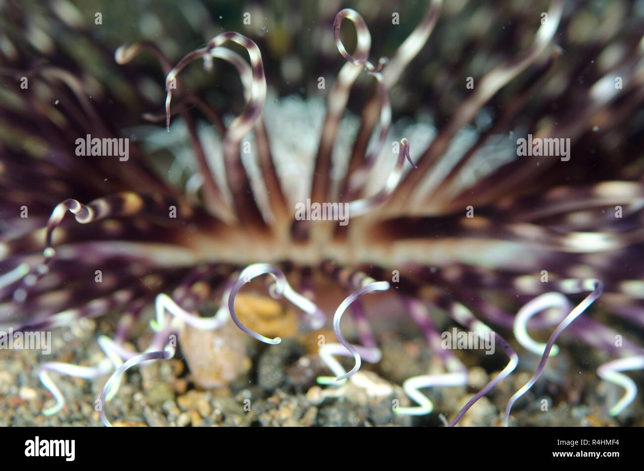 Tube Anemone, Cerianthus sp, tentacles, Critters@Baengabang dive site ...